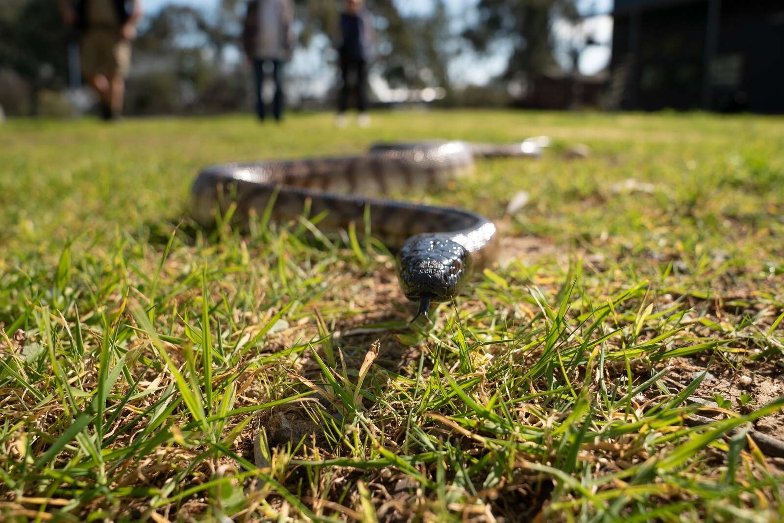 Prune It Back | Snake tales volume 1 | Country News