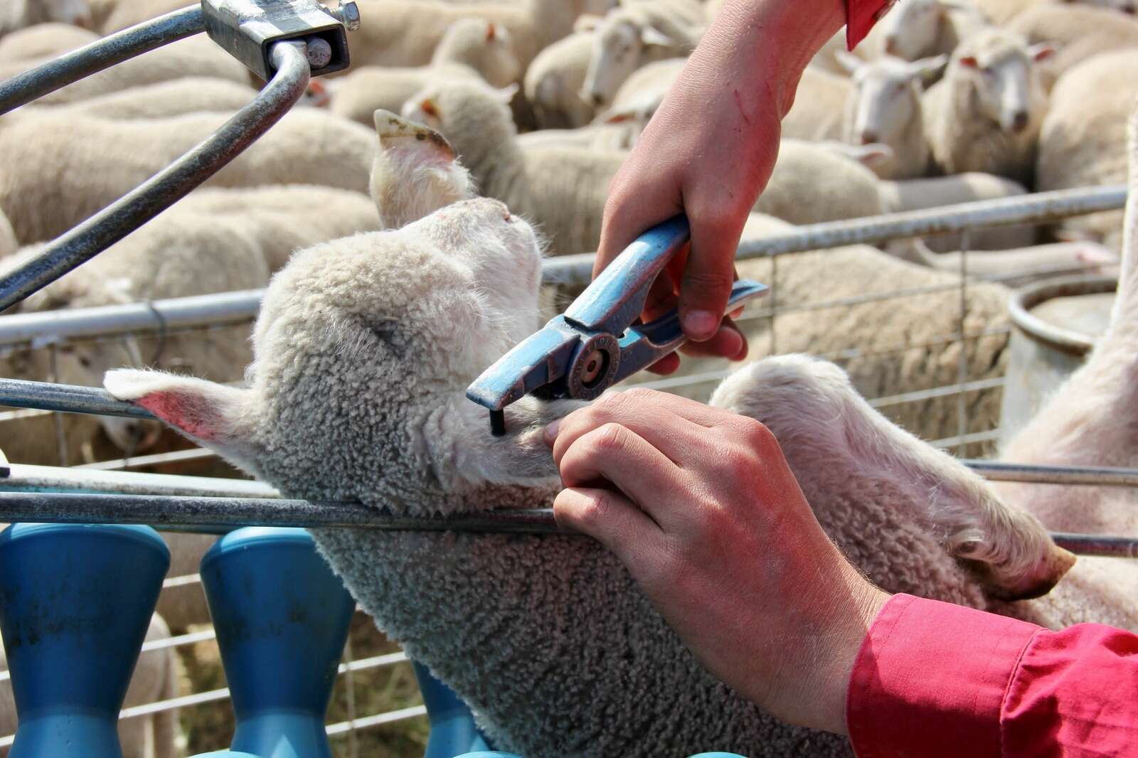 Key changes for sheep and lamb producers | Country News