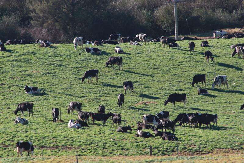 More focus farms sought in NSW | Dairy News Australia