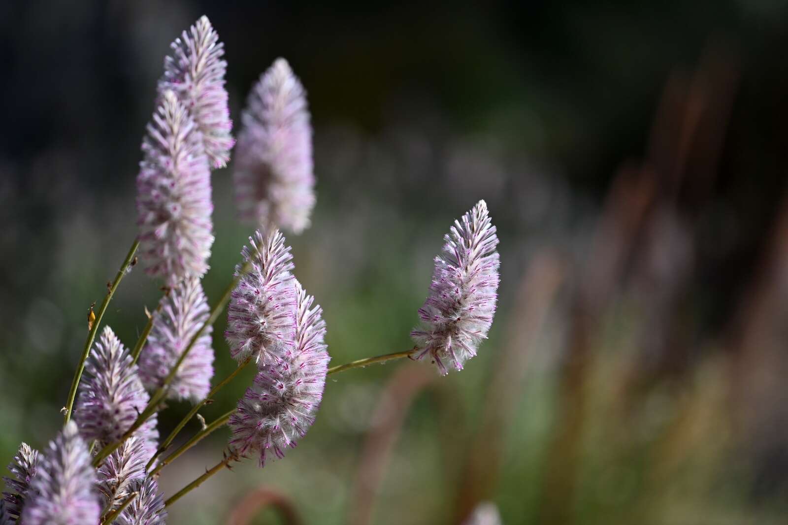 Saturday bulletin | What to do with your weekend | Riverine Herald