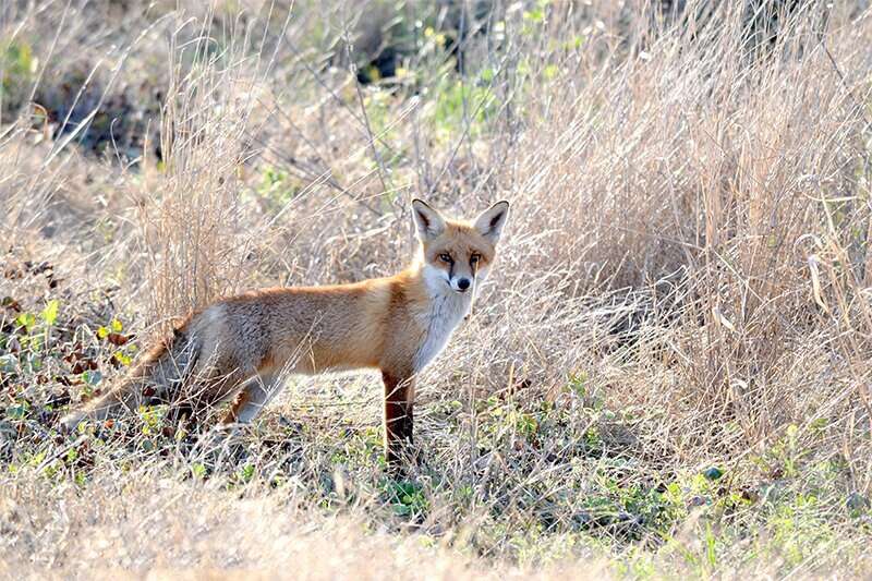 Fox bounty back for 2023, over one million scalps recorded since 2011 ...