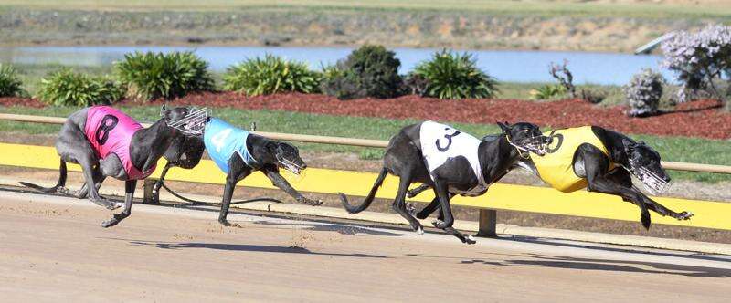 Great Chase returns to Shepparton | Shepparton News