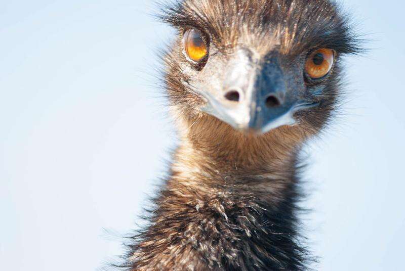 Old Mate Emu spotted in a touch of danger | Cobram Courier