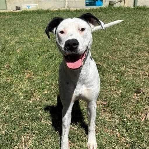 Pet of the Week: Terrific Tank | Shepparton News