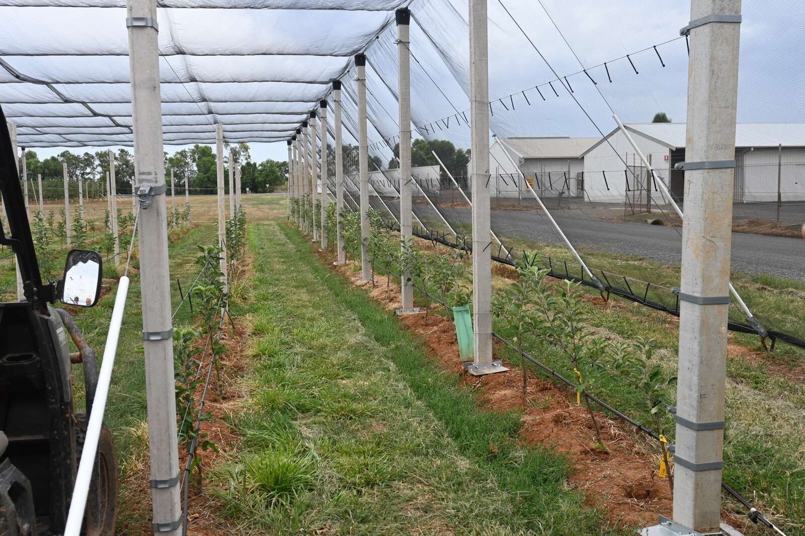 Narrow row orchard system trialled | Dairy News Australia