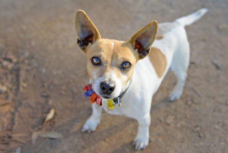 Pooch has cost a pretty penny | Riverine Herald