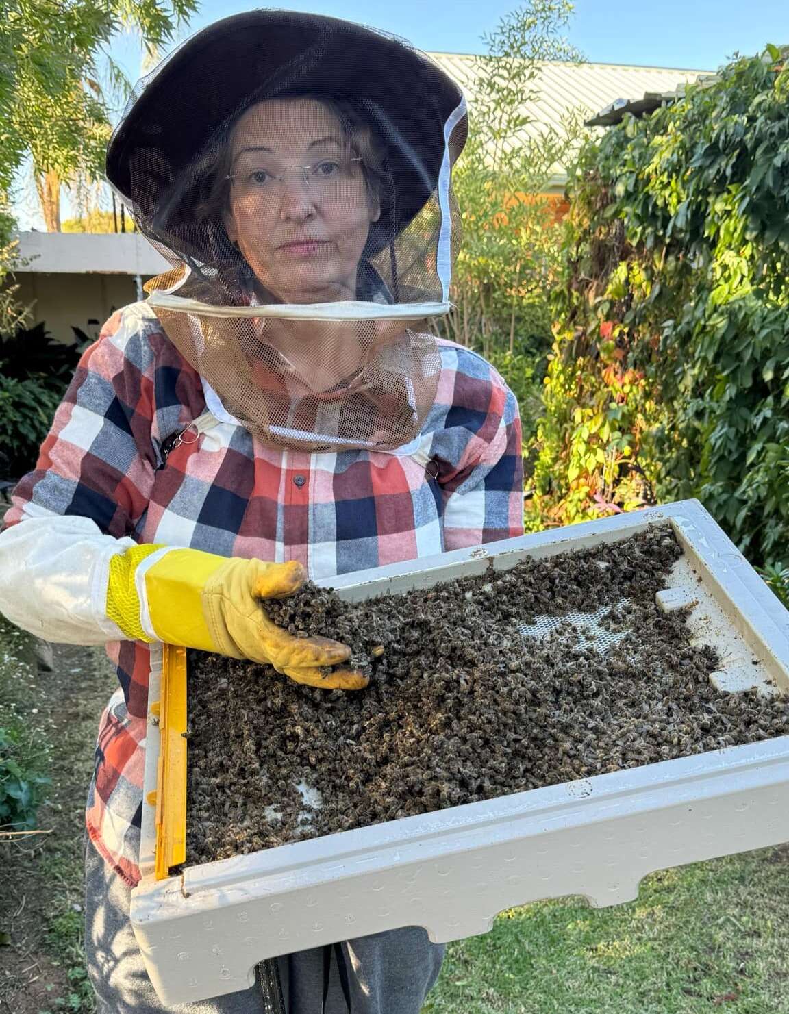 Pesticide linked to mass bee deaths | Seymour Telegraph