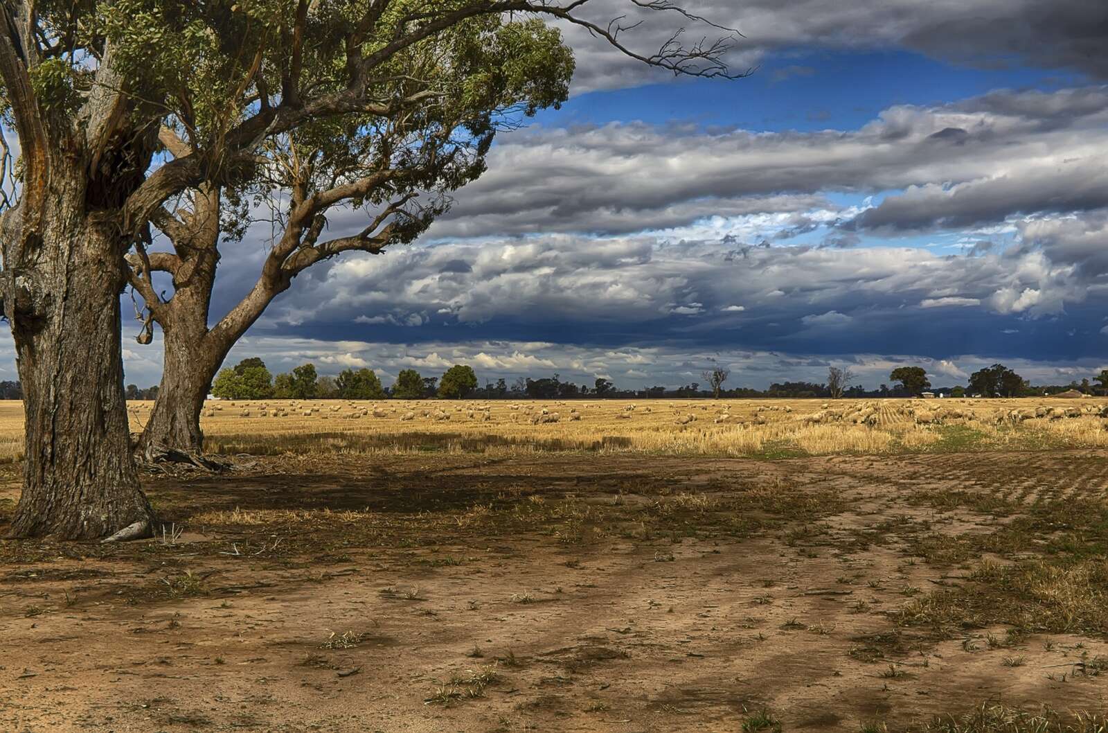 Consider stubble quality before grazing | Seymour Telegraph