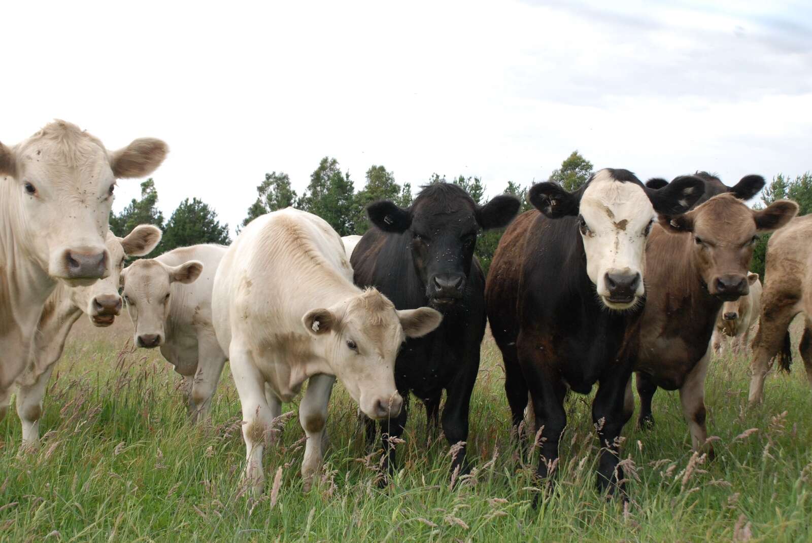 Beef measles warning | Country News