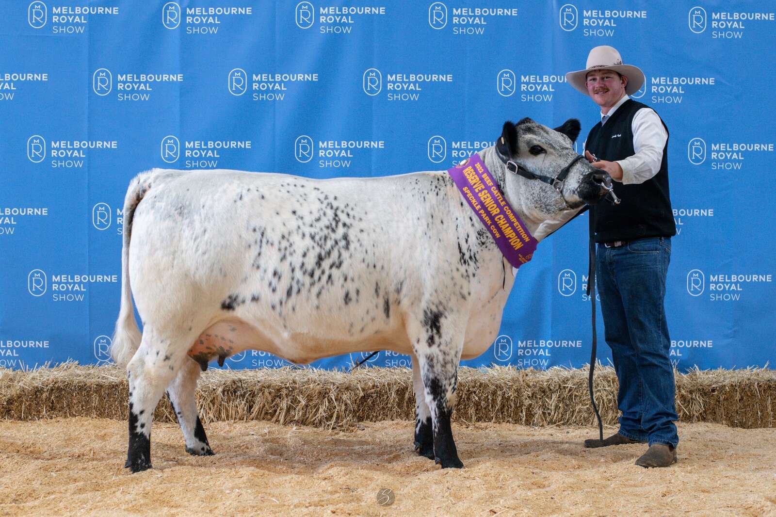 Limousin cattle in the limelight | Country News