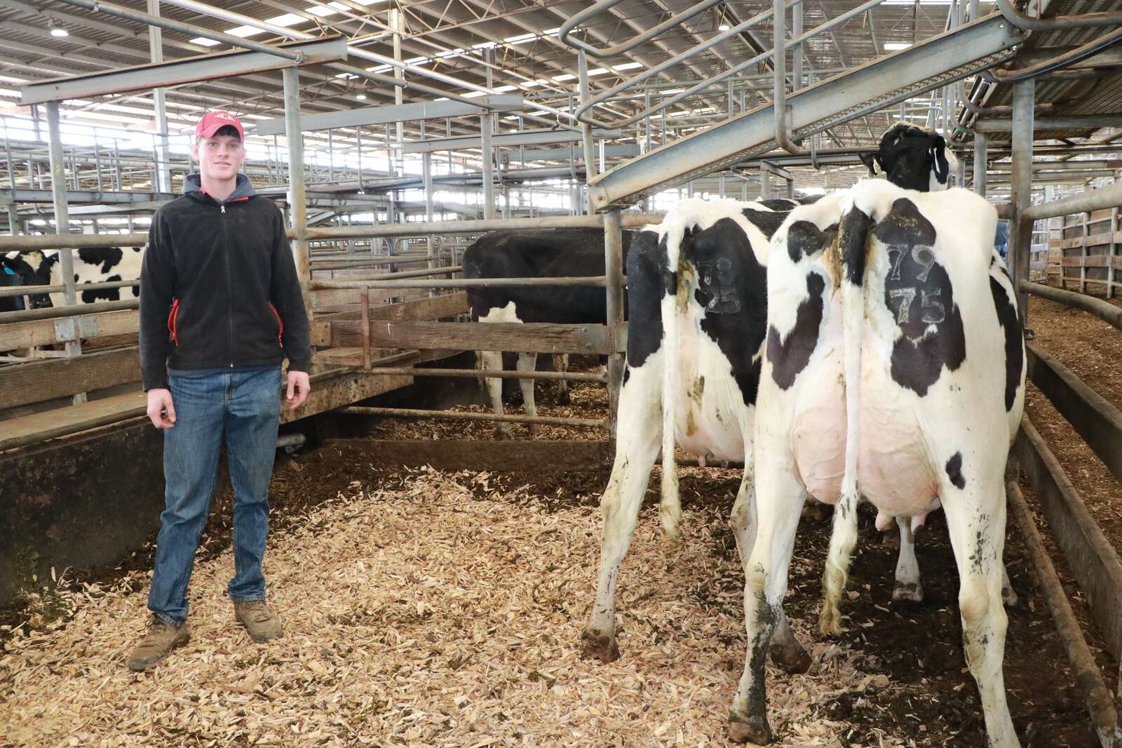 Top Holsteins sell at Shepparton | Dairy News Australia