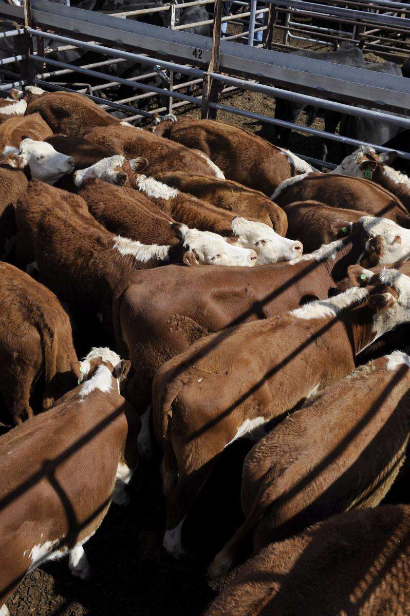 New cattle group sparks beef among growers | Shepparton News