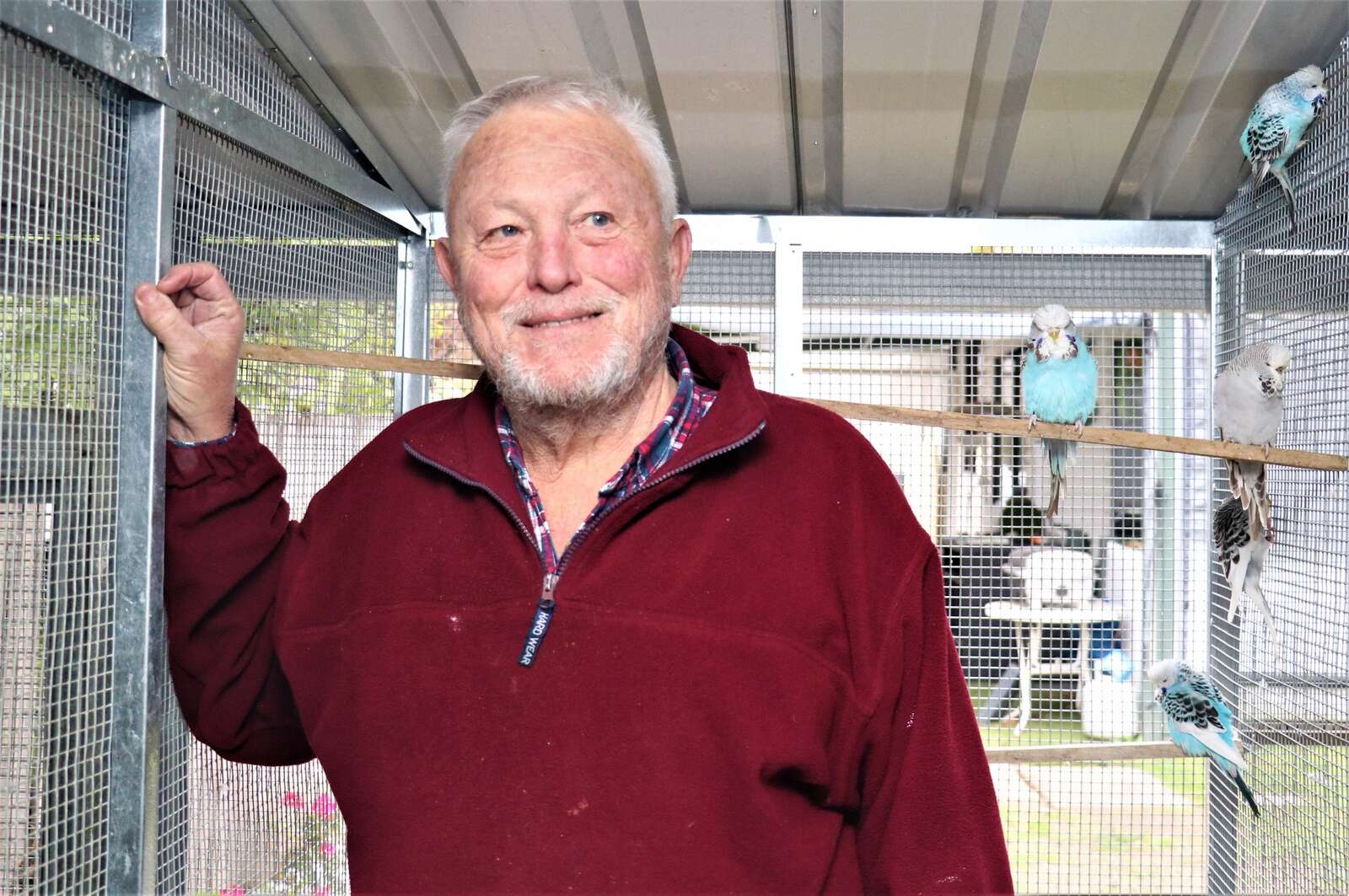 Wings of passion for budgie breeder | Benalla Ensign