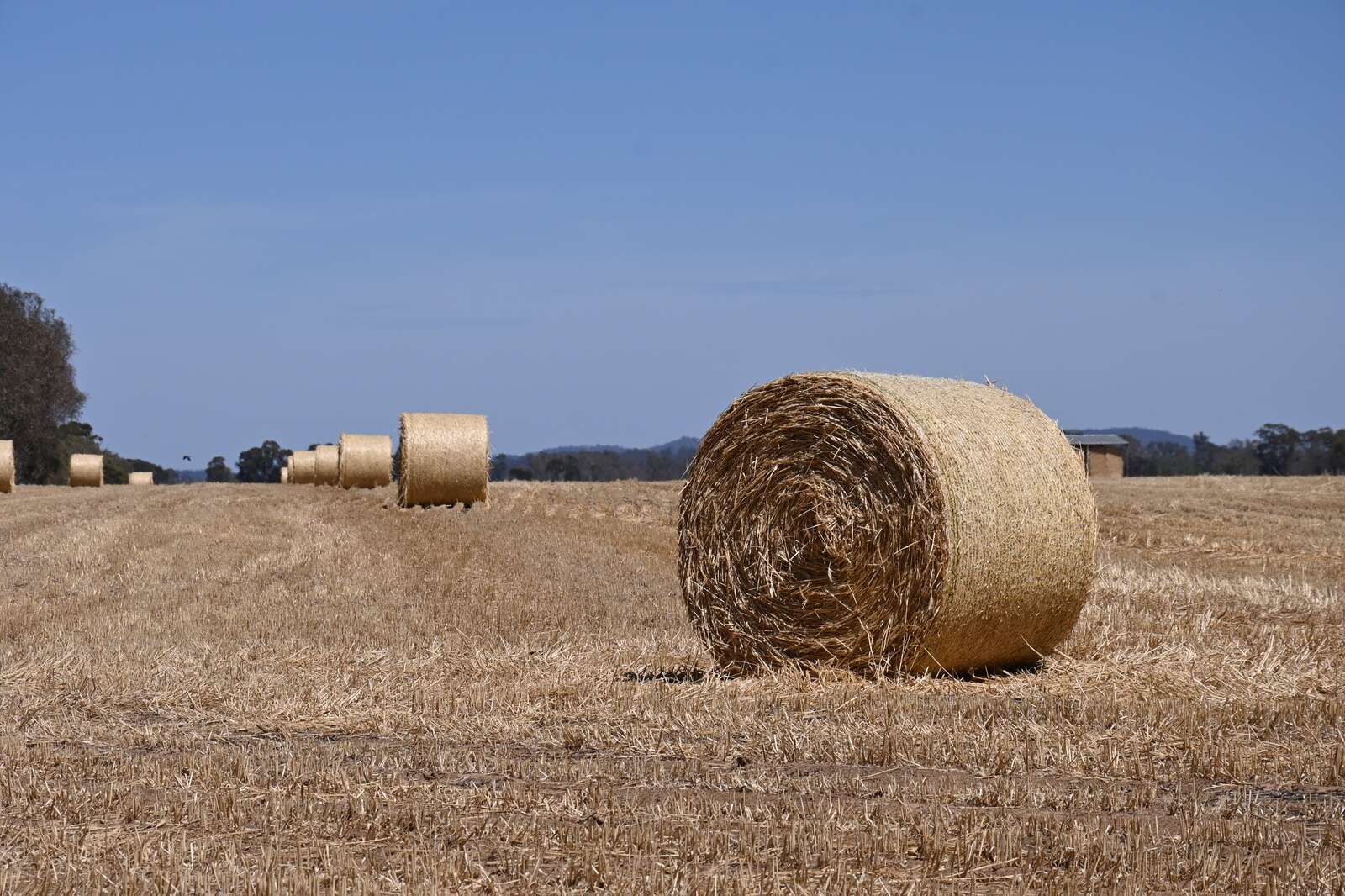 Hay prices decrease, AFIA reports | Dairy News Australia