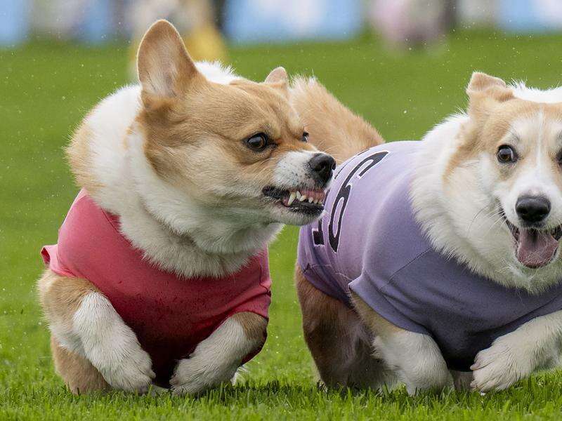 The fast and the furious: Corgis dash to the line | Shepparton News