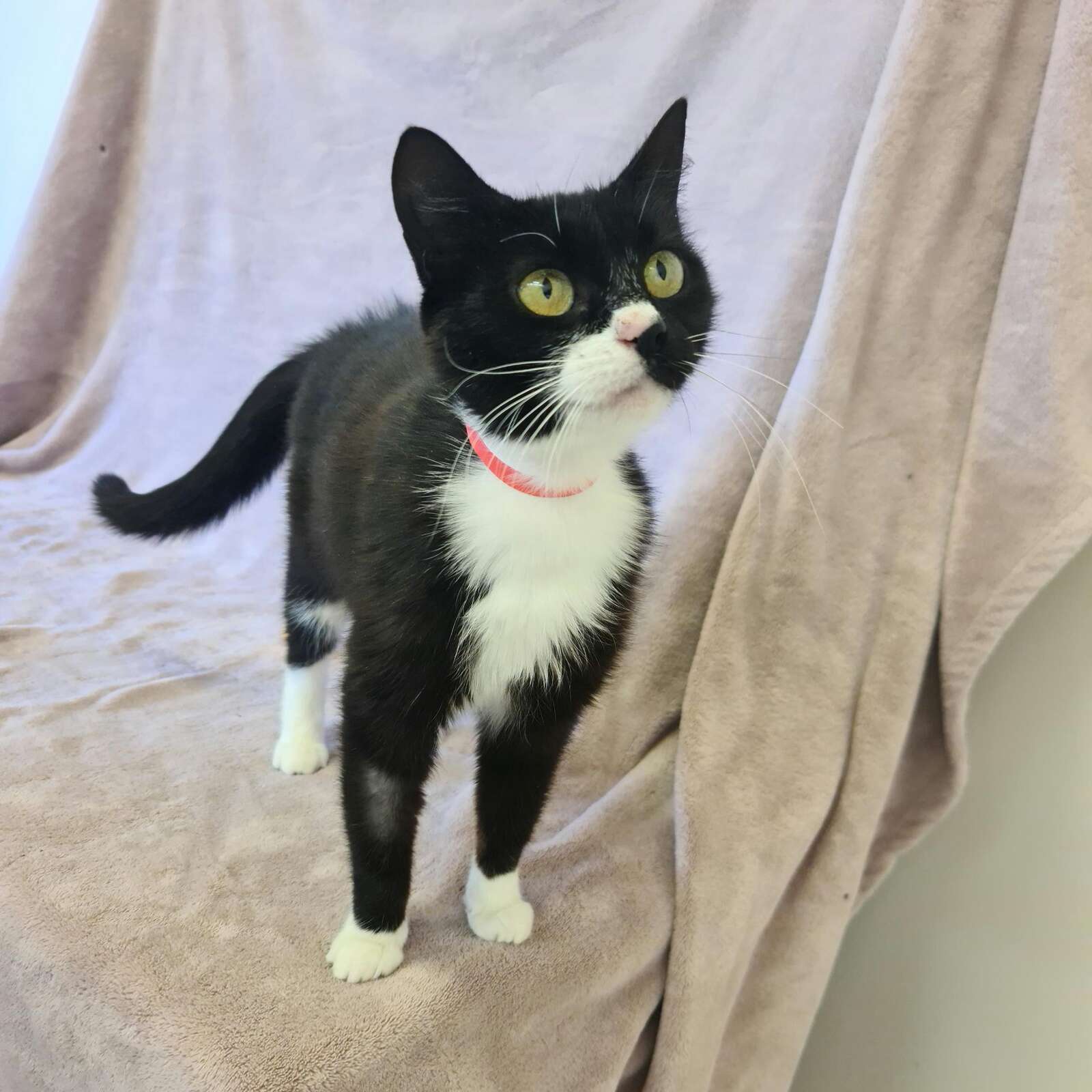 Pet of the Week: Give Me Love adoption drive | Shepparton News