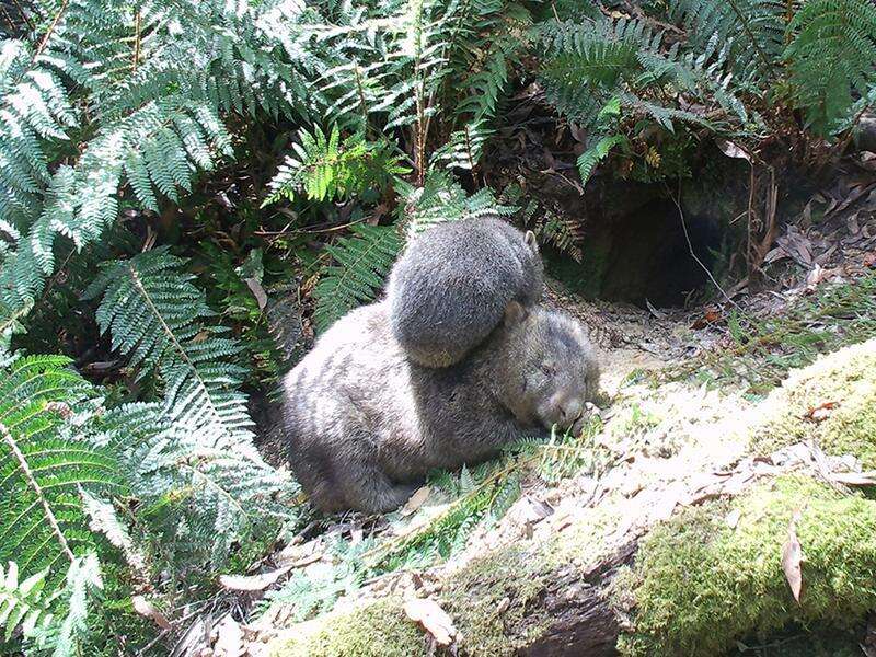 Wombat AI: software deployed to track native animals | Kyabram Free Press