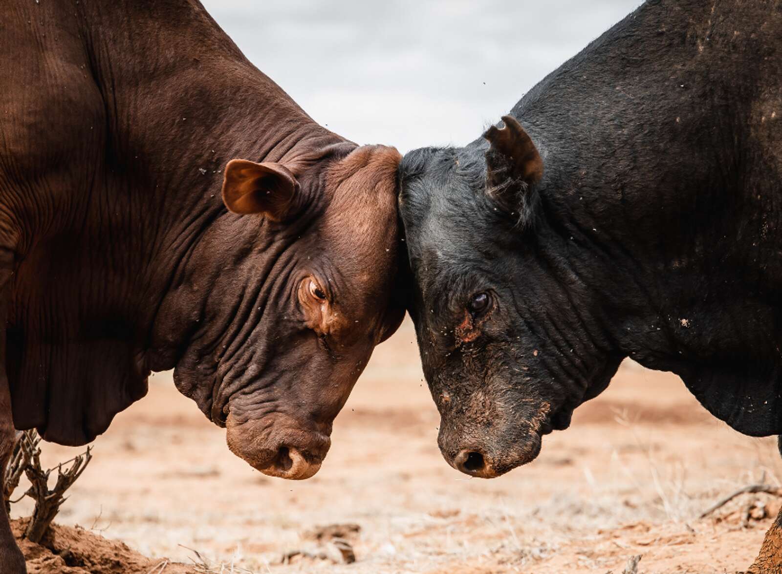 Capturing the spirit of the bush | Dairy News Australia