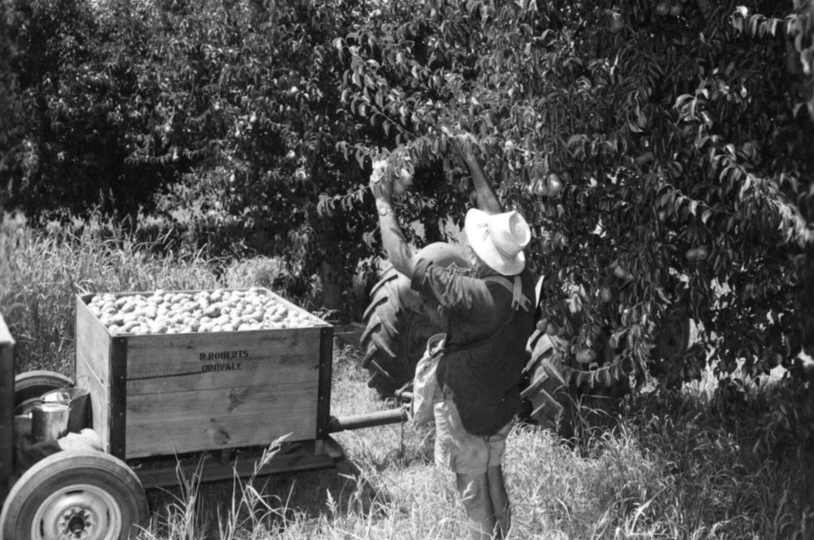 Music shaped early days | Shepparton News
