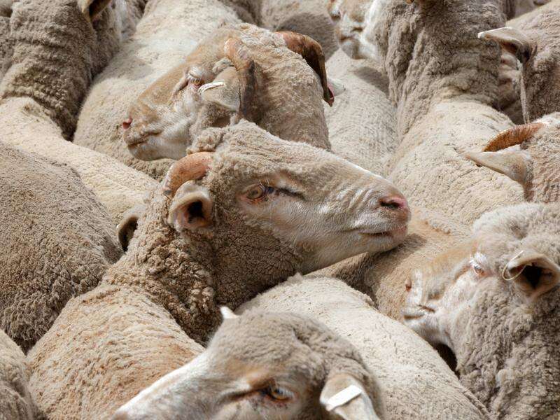 Farmers rally to shear Labor's live sheep export ban | Shepparton News