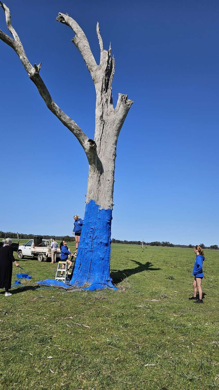 Blue tree of hope | Shepparton News