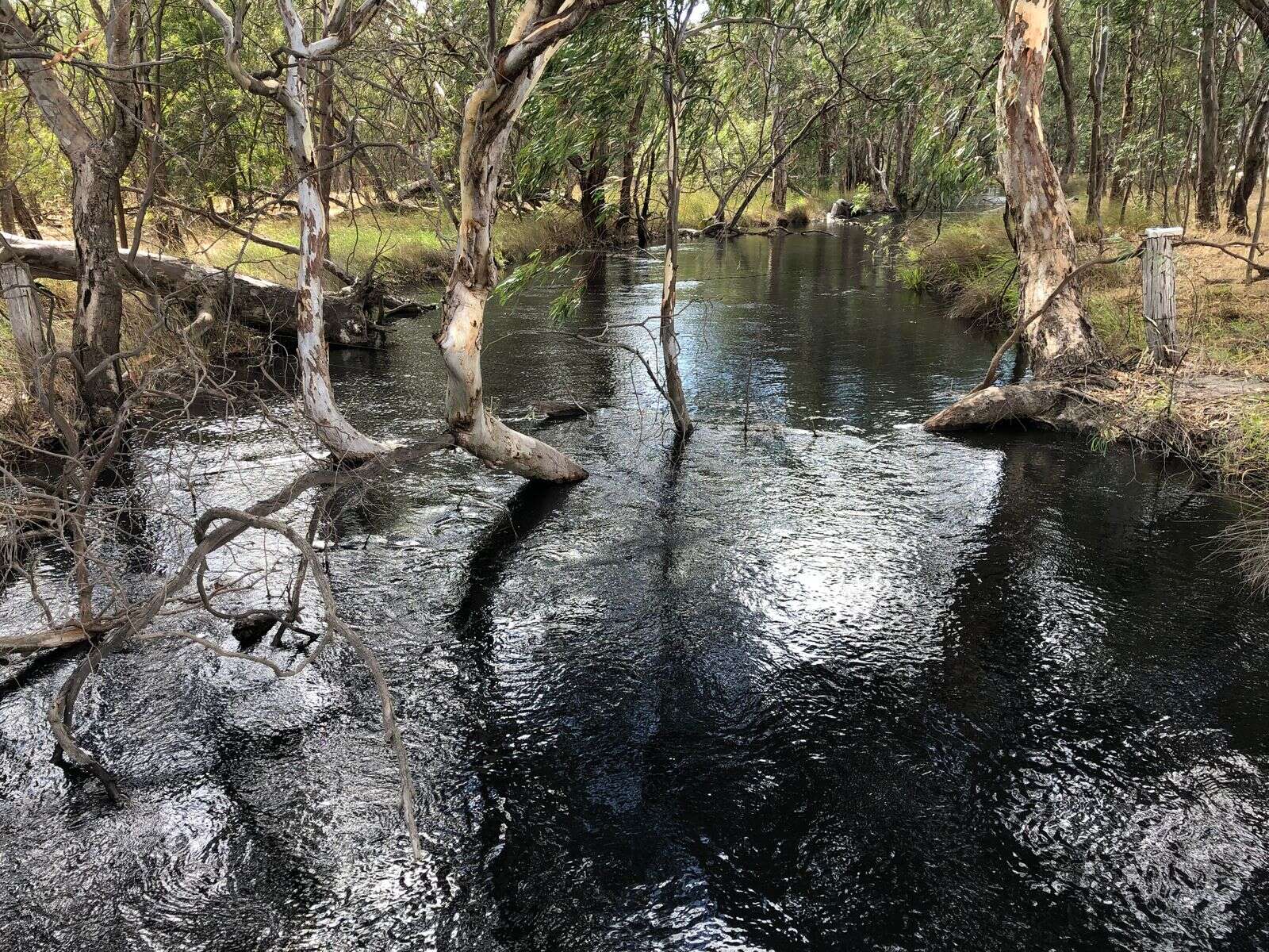 Broken fish habitat project snags funding | Benalla Ensign