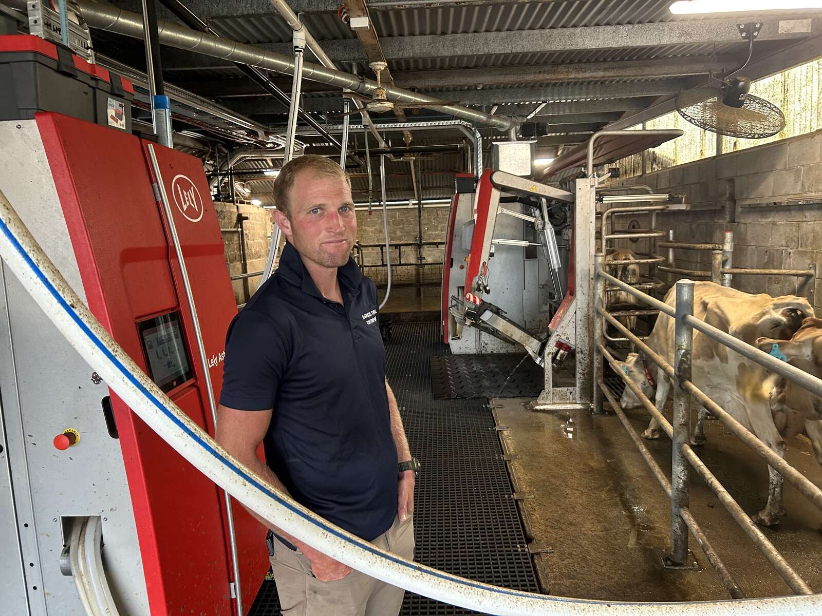 Keeping cows comfortable | Dairy News Australia