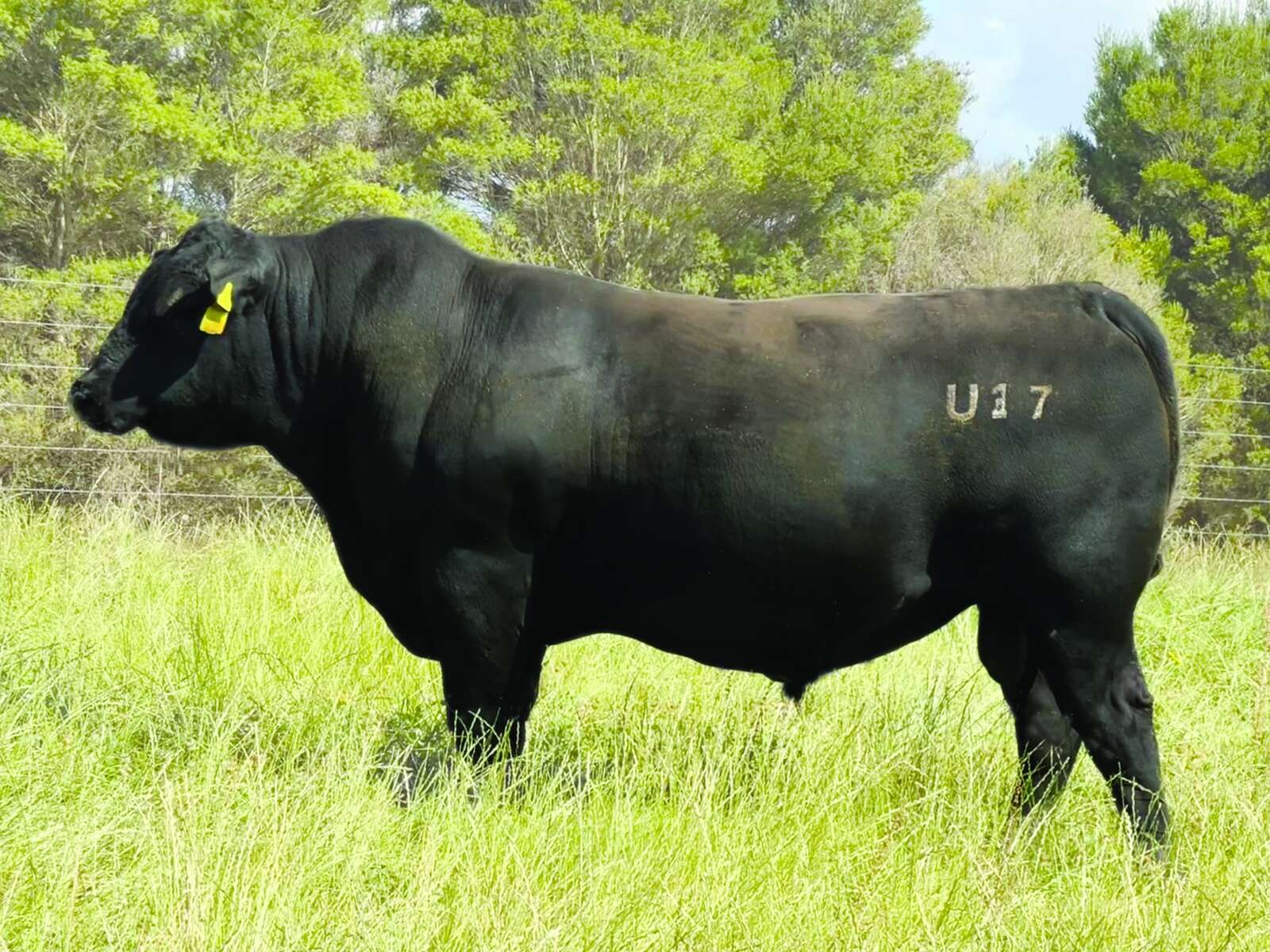 Busy time at Wattlewood Angus | Country News