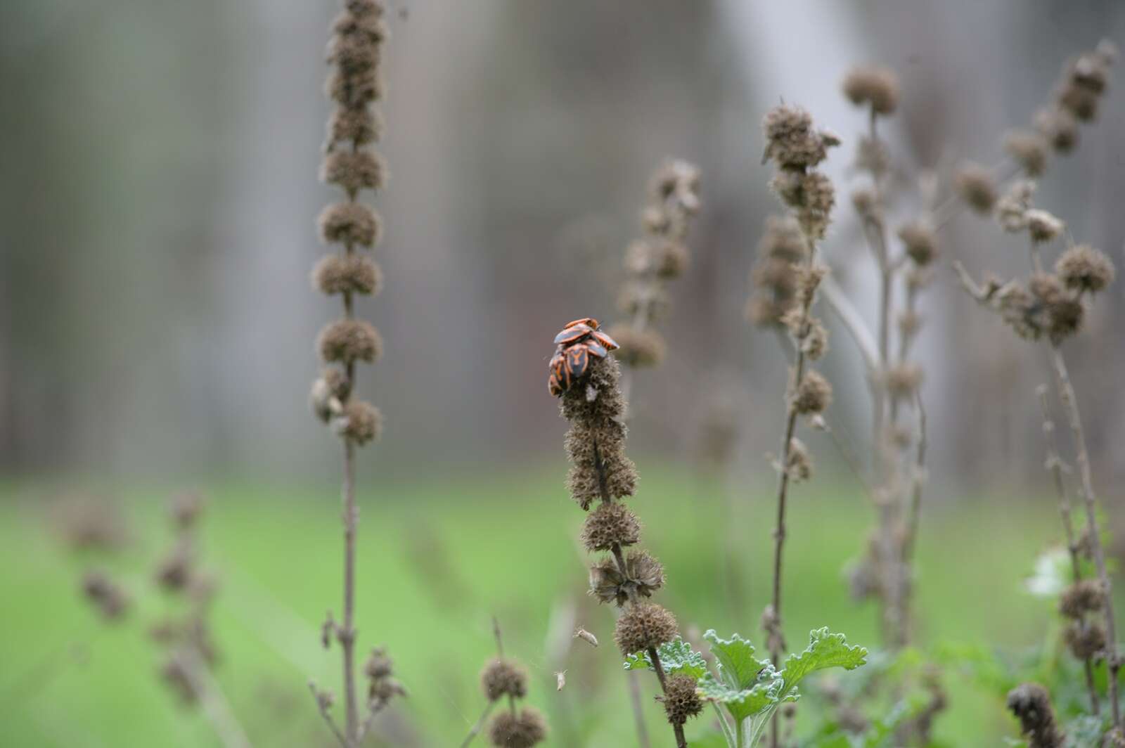State government initiative to address roadside weeds and pests ...