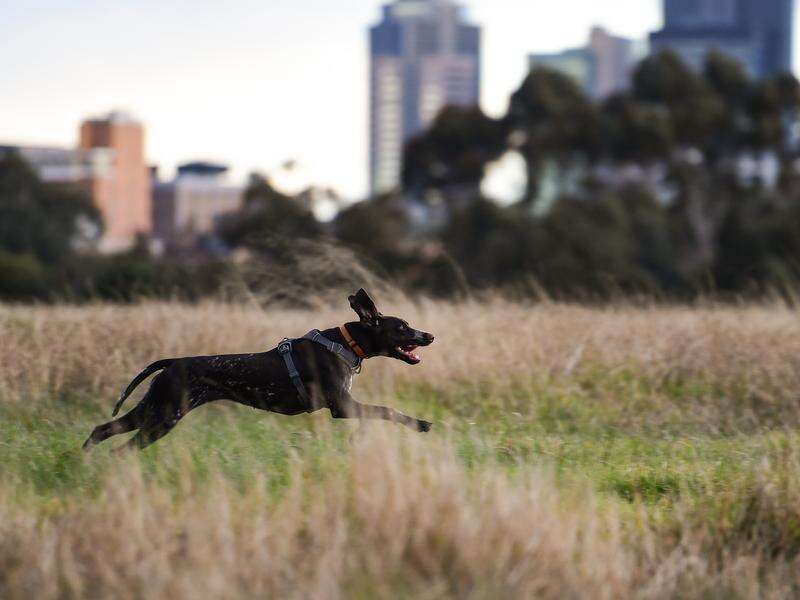 Dangerous dog task force ponders tougher penalties | Kyabram Free Press