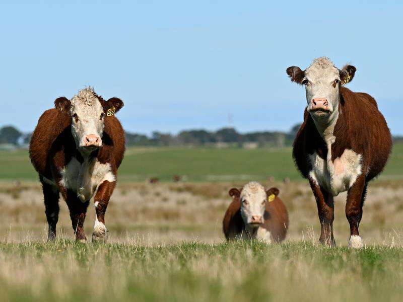 Holy cow: coal, gas giants on notice over methane plume | Shepparton News