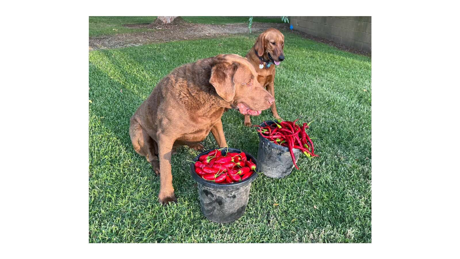 A tail of spice, mice and things not nice. | Country News