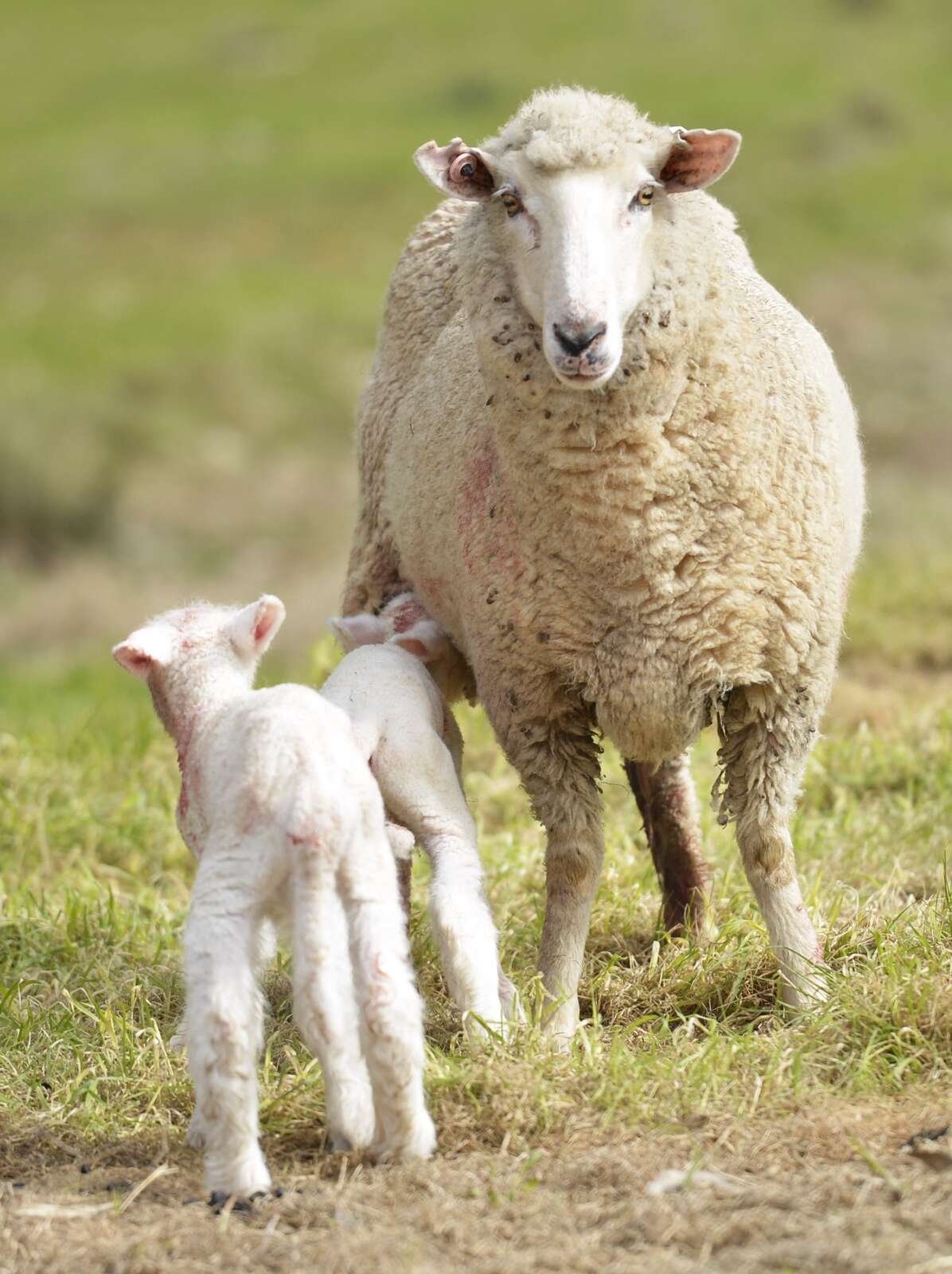 Focus on diet to prevent twin lamb disease | Cobram Courier