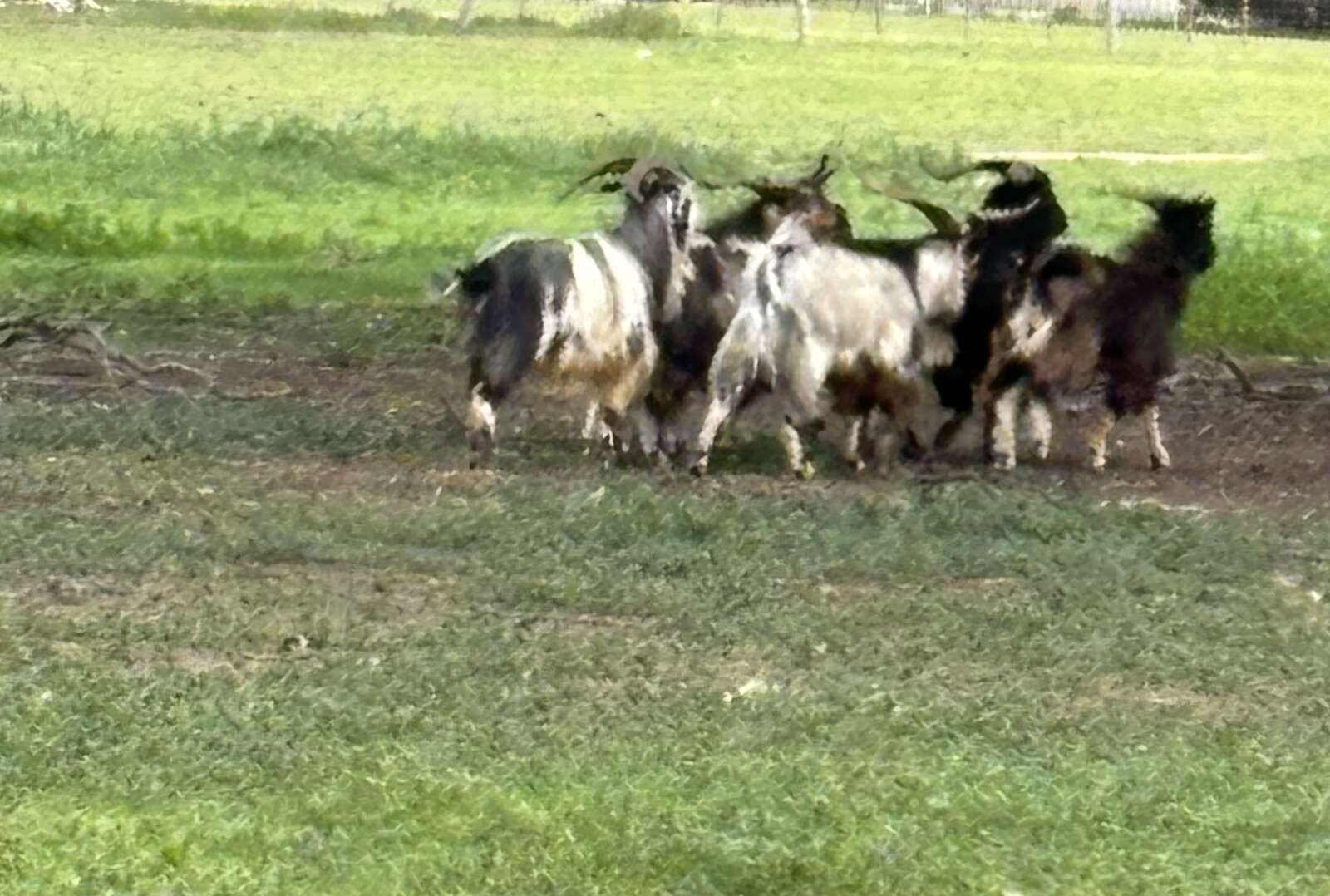 Wild goats wreak havoc | Shepparton News