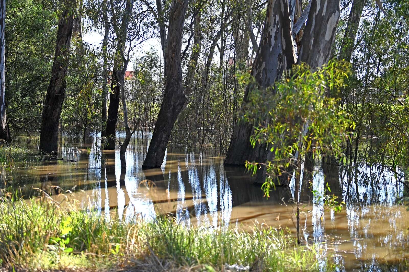 Mosquito surge predicted as flooding hits large swathes of Victoria ...