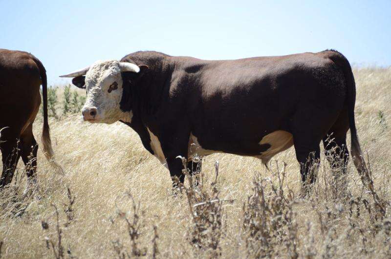 Red meat exports out perform year-ago levels | Country News