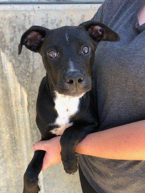 Three-month-old Staffy cross seeks a loving home | Shepparton News