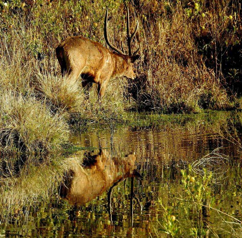 Shepparton deer hunters gather for barbecue and chat | Shepparton News