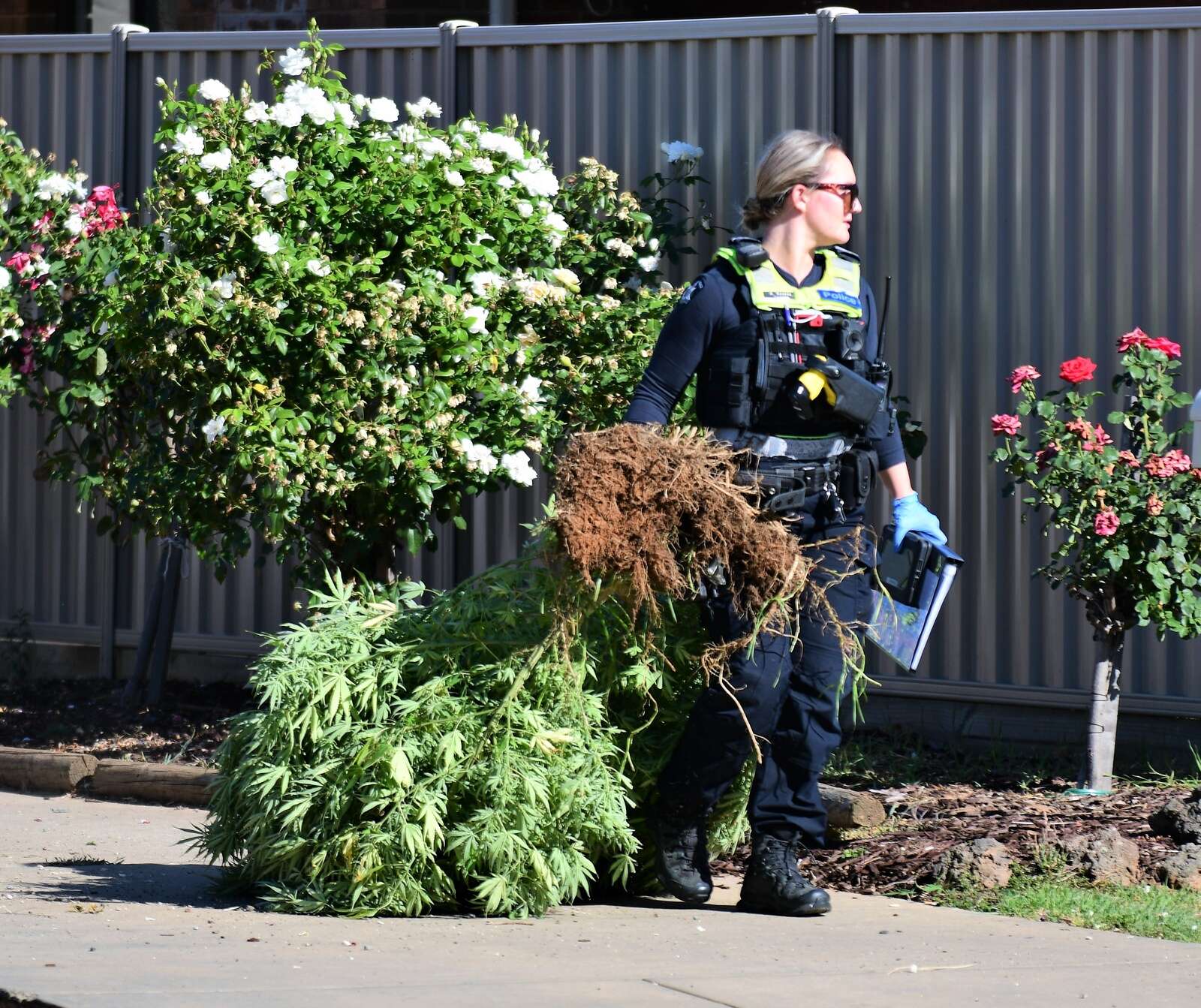 Police uncover marijuana plants at Echuca address | Shepparton News