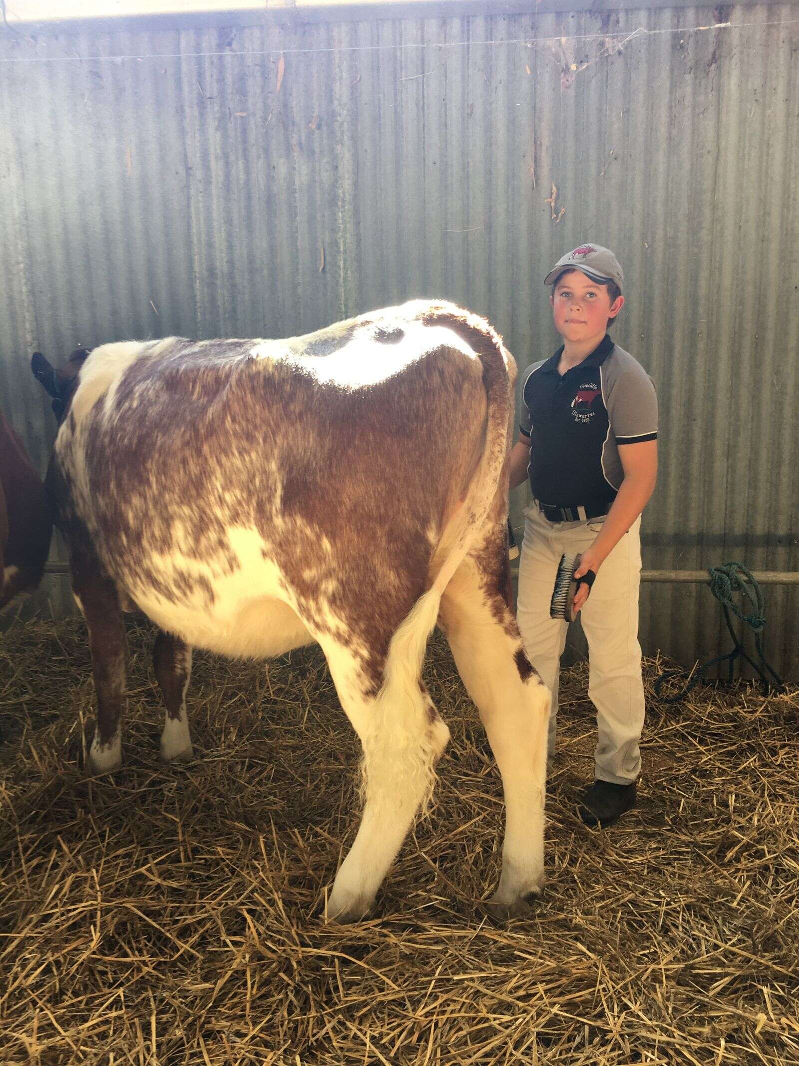 Cow career starts in school | Country News