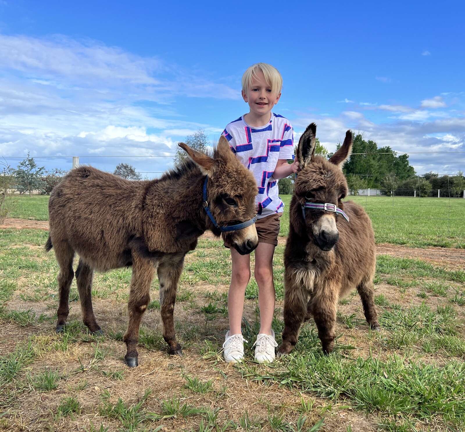 Cobram’s new donkey therapist owner says thank you | Shepparton News