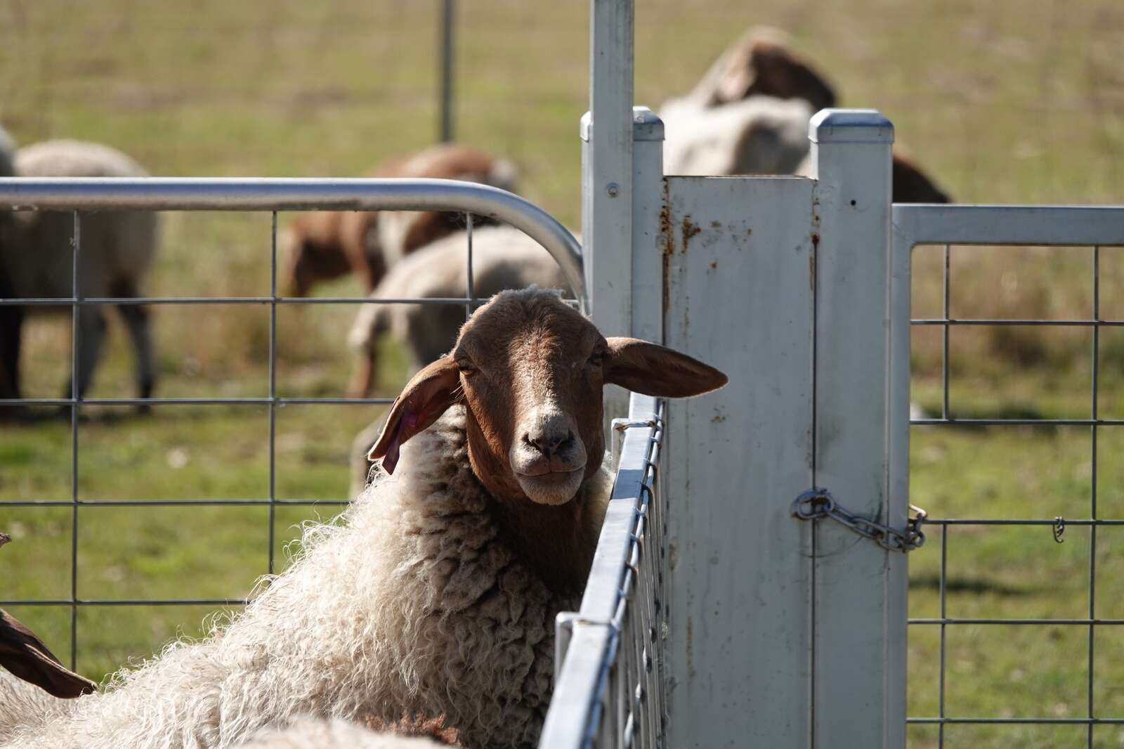 Sheep, goat ID plan is coming | Dairy News Australia