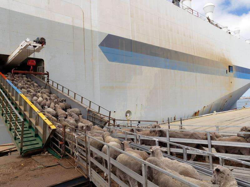 Live sheep exports to be phased out in 'orderly manner' | Shepparton News