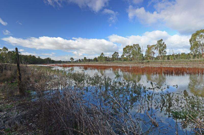 Local wetland thrives thanks to environmental top-up | Shepparton News