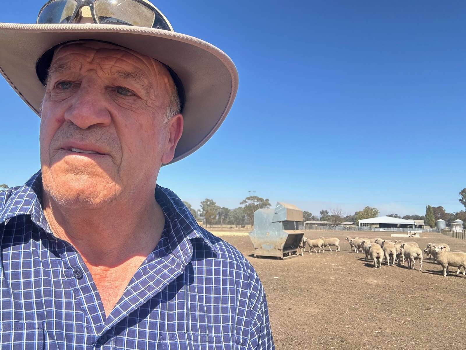 Dohne genetics boost wool cheque | Dairy News Australia