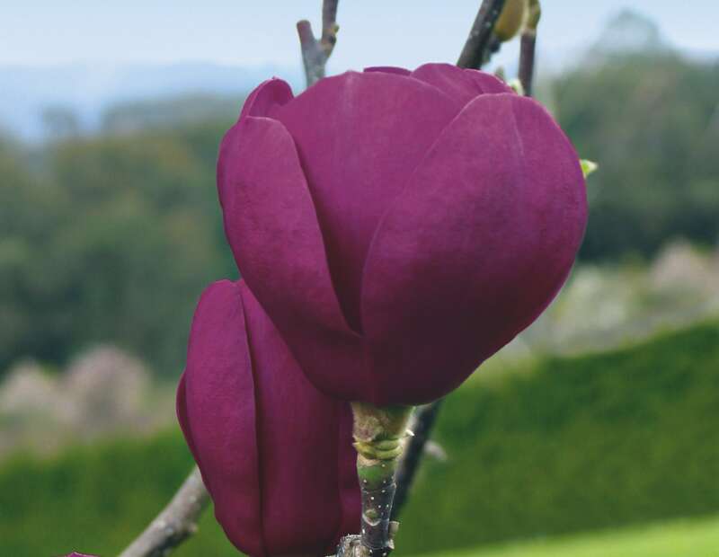 Growing for Success | Magnolias magically bloom | Country News