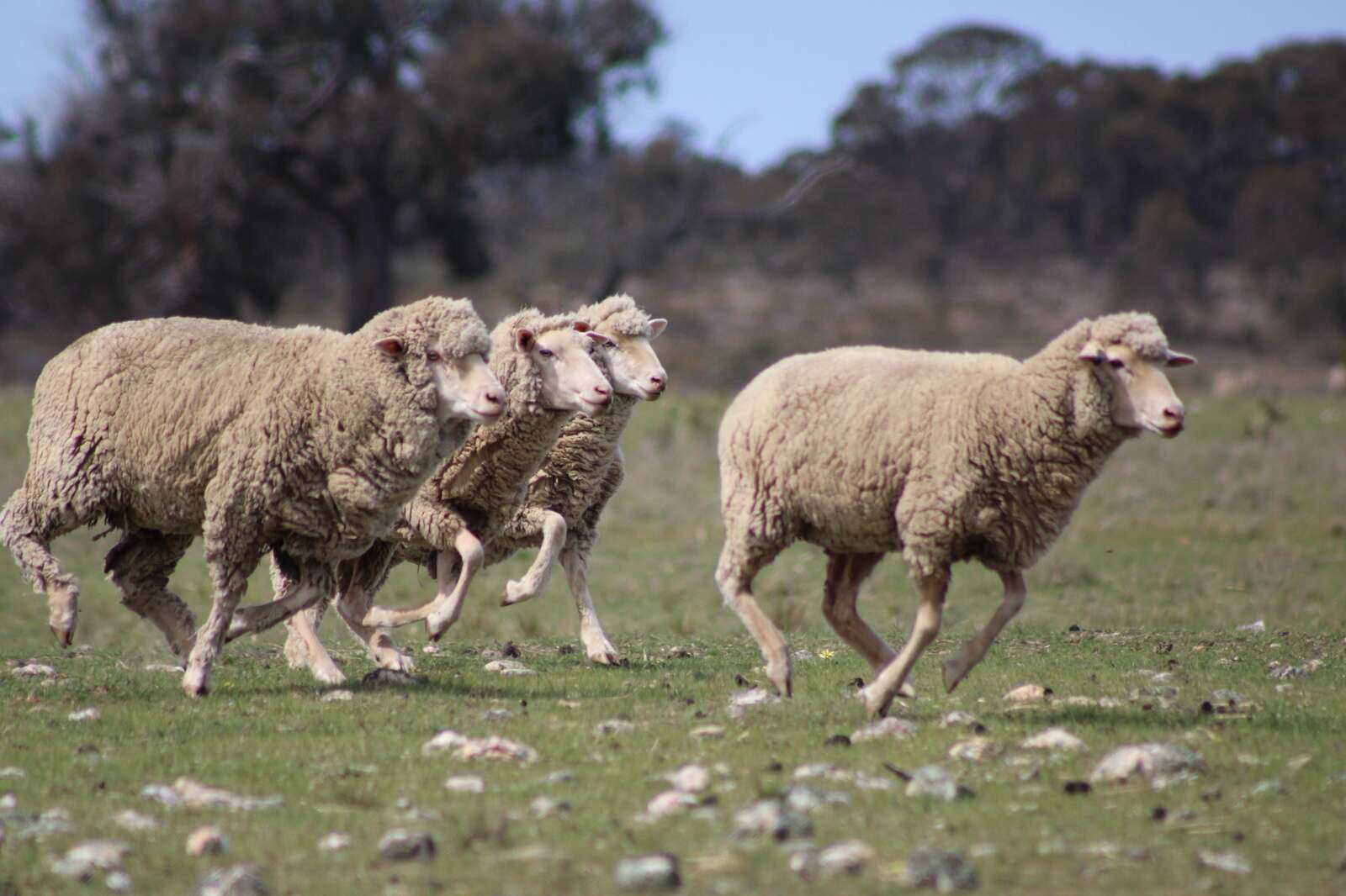 Are sheep blowing in the wind? | Country News