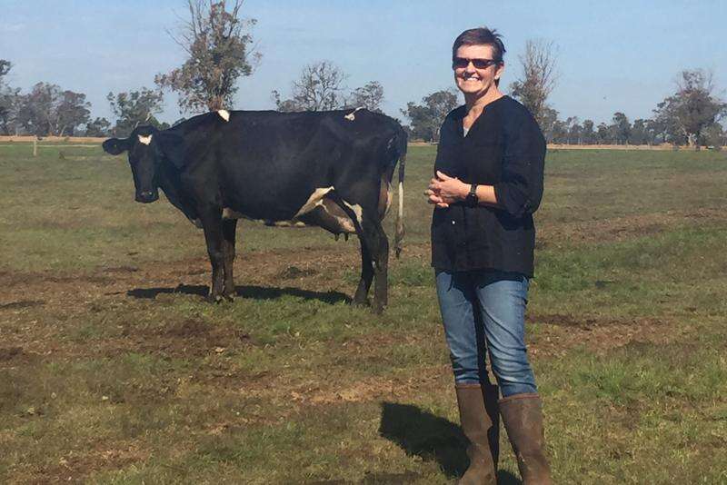 Looking for Australia's most profitable cow? You better head to Echuca ...