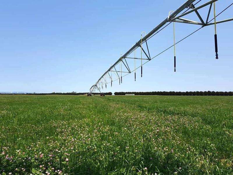 Autumn pasture tips | Dairy News Australia