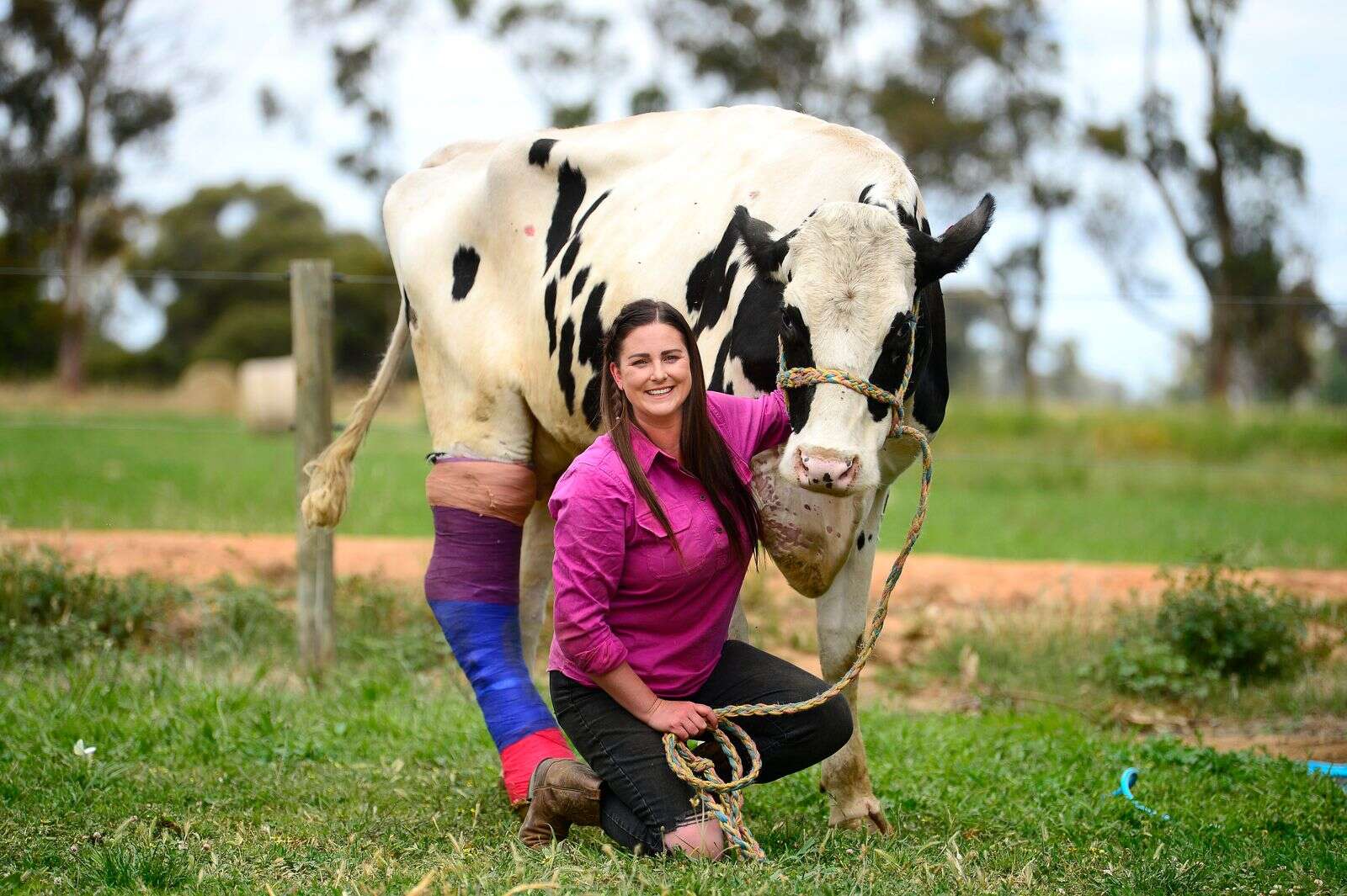 Ethel’s a helluva lucky cow | Shepparton News